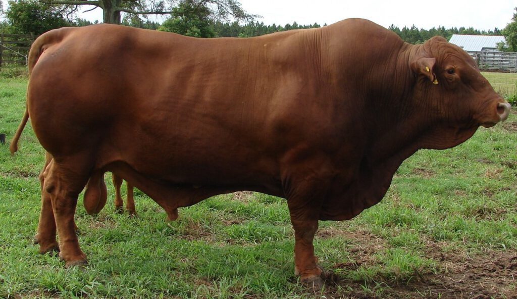 sapi – matapost.com